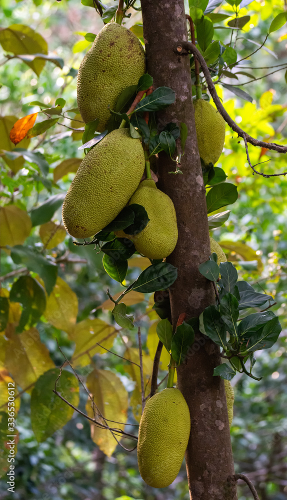 Jack Fruit ripening still attached to a vertical stem Stock Photo ...