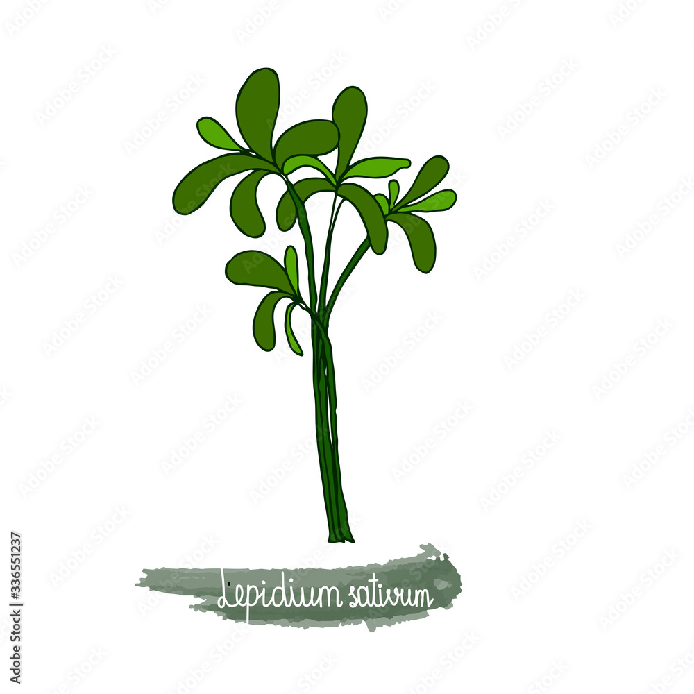 Spicy herbs. Lepidium sativum. Color image of a plant on a white isolated background. Vector ...