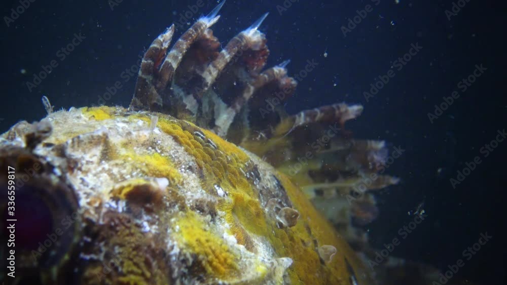 Poison spikes, Poisonous dangerous fish. Fish of the Black Sea ...