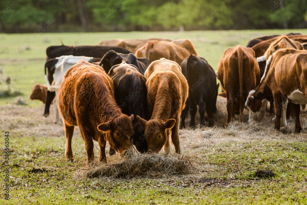 Group of Three Cows Eating Hay in a Pasture with More Cows in ...