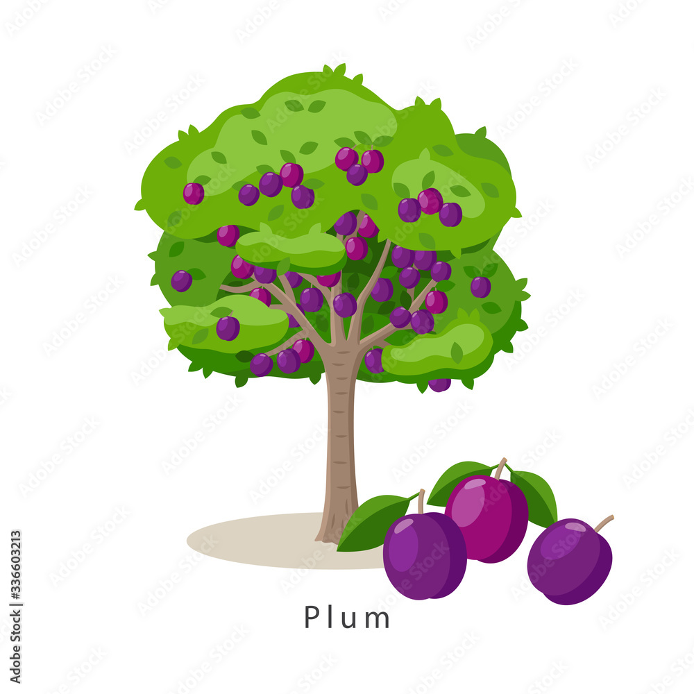 Plum tree vector illustration in flat design isolated on white ...