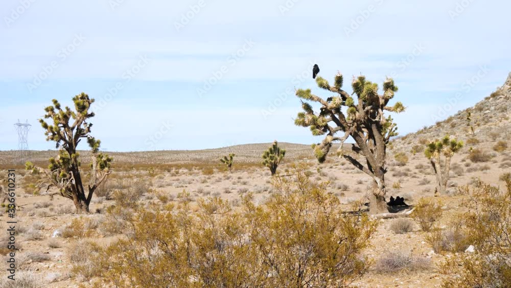 Birds fly to Joshua tree near arid bush in the desert land and blue sky ...