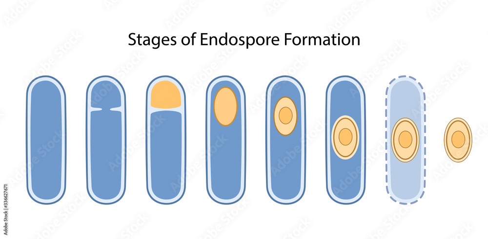 Stages of endospore formation: cell division, engulfment of pre-spore ...