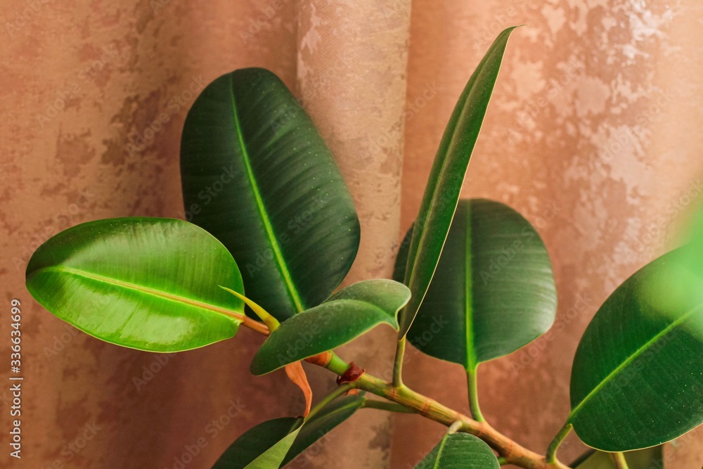 Ficus elastic plant rubber tree in a flower pot by the window with ...