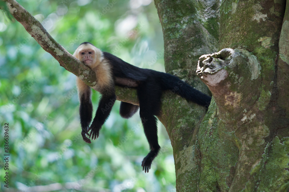 small white faced capuchin monkey relaxed on the tree branch rainforest ...