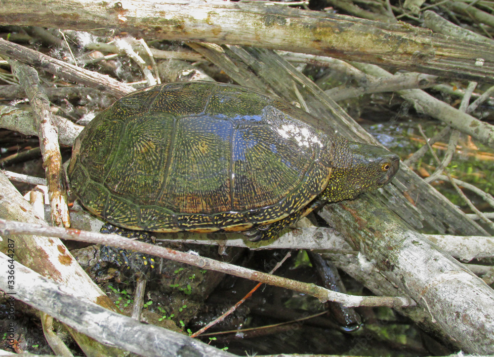The European pond turtle (Emys orbicularis), also called the European ...