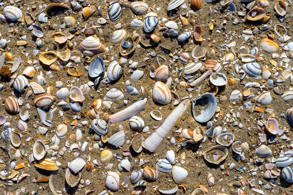 Empty shells on the beach background #2 Stock Photo | Adobe Stock