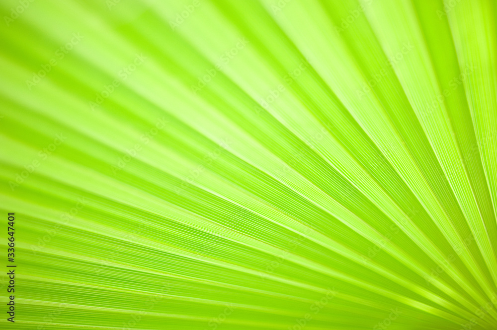 Close up green palm leaf translucent daylight in the entire frame ...