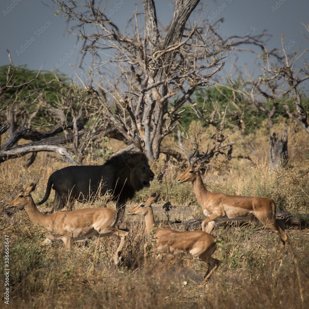 Lion Hunting Antelope