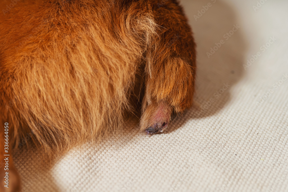 The severed Docked tail of a stray dog. Rear part of a red dog close-up ...