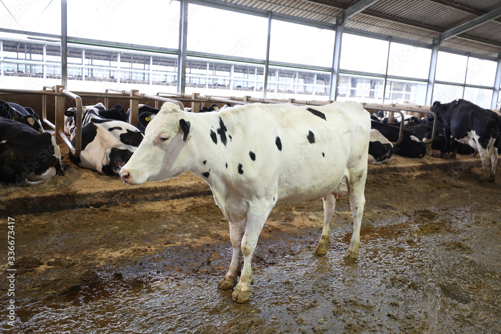 The cow is in the stall. Meat and milk production Stock Photo | Adobe Stock