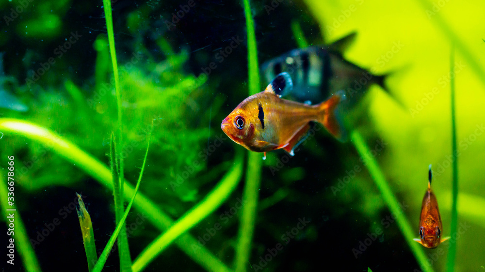 Redflame tetra fish ( Hyphessobrycon flammeus ) in planted tank setting ...