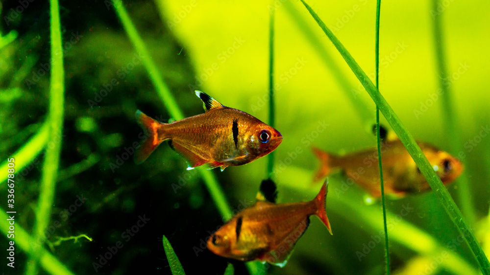 Redflame tetra fish ( Hyphessobrycon flammeus ) in planted tank setting ...