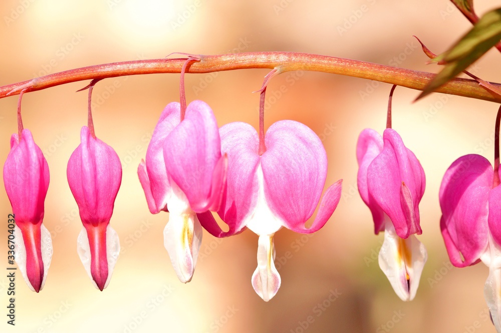 Bleeding heart, weeping hearts, Lamprocapnos spectabilis, ornamental ...