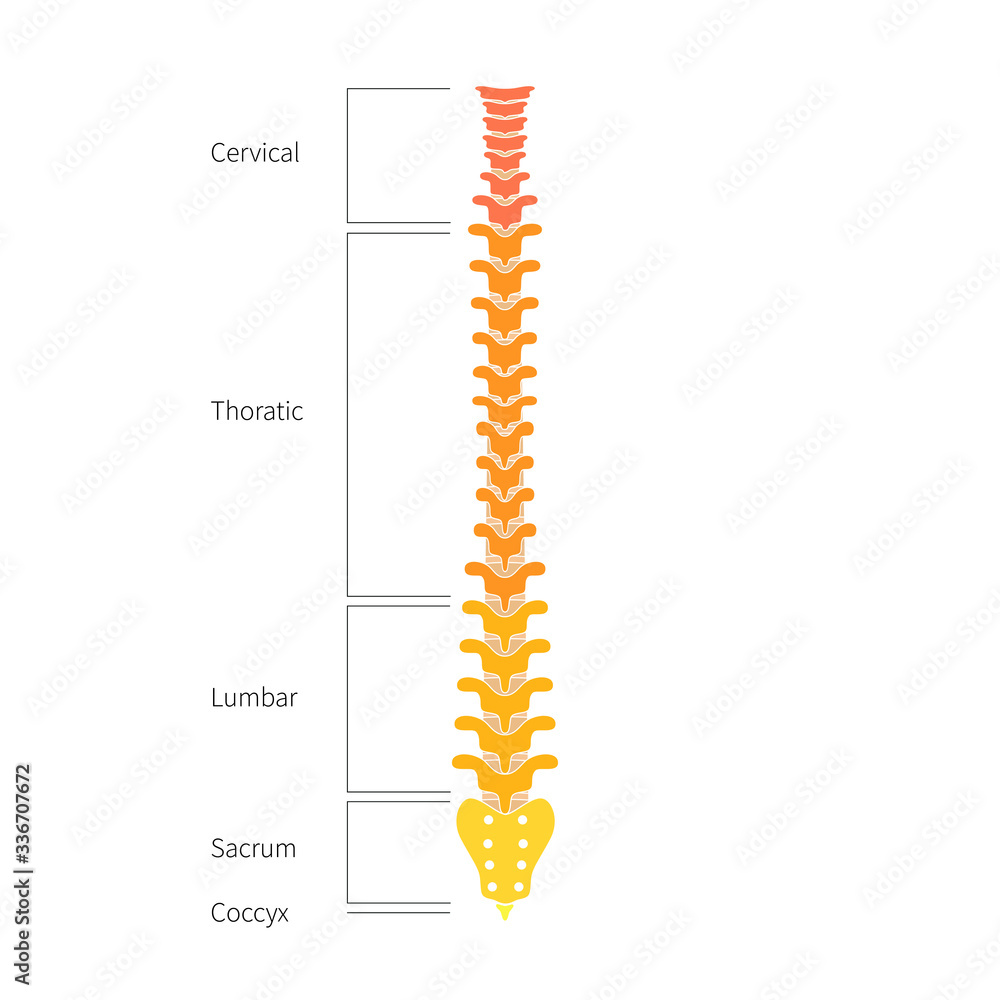 Human spine structure anatomy Stock Vector | Adobe Stock