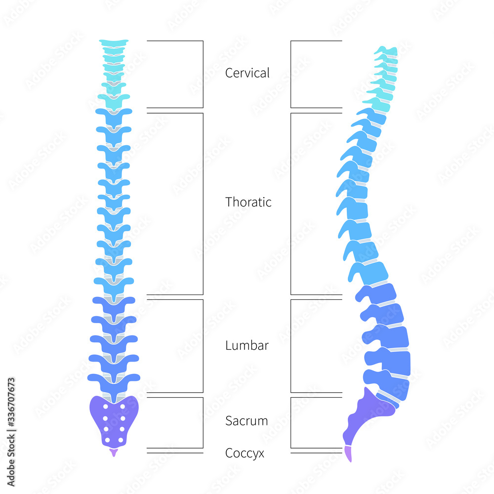 Human spine structure anatomy Stock Vector | Adobe Stock
