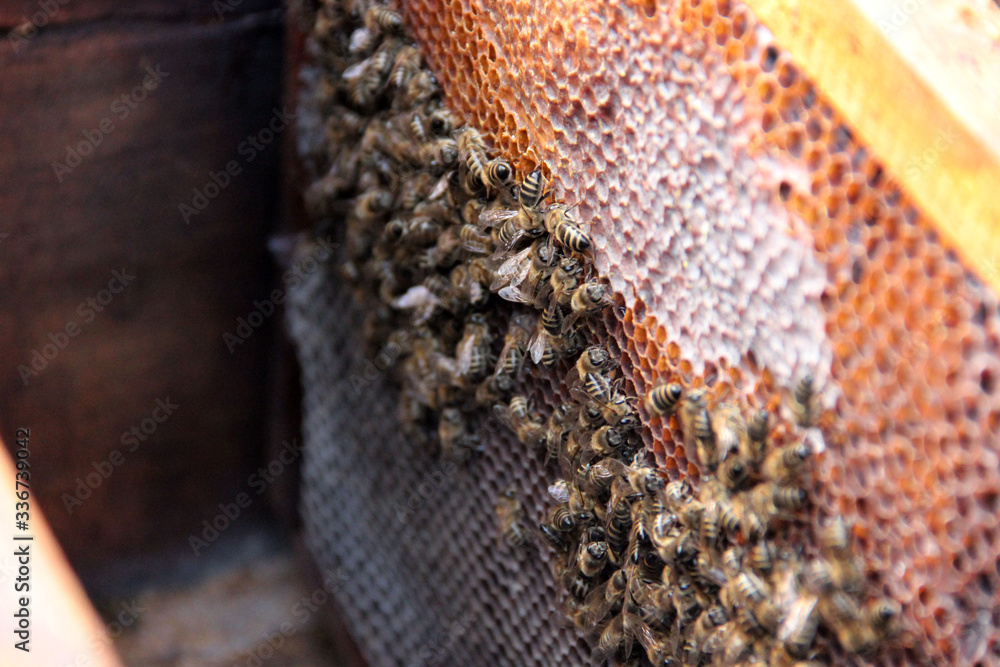 Frames of a bee hive. Beekeeper harvesting honey. The bee smoker is ...