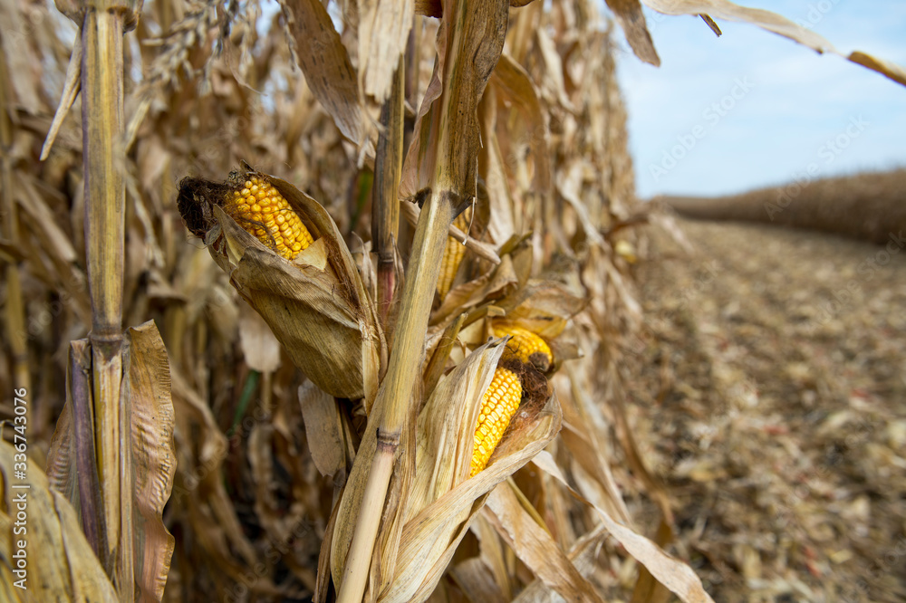 A combine harvests corn in the agriculture industry. Detail shots of ...