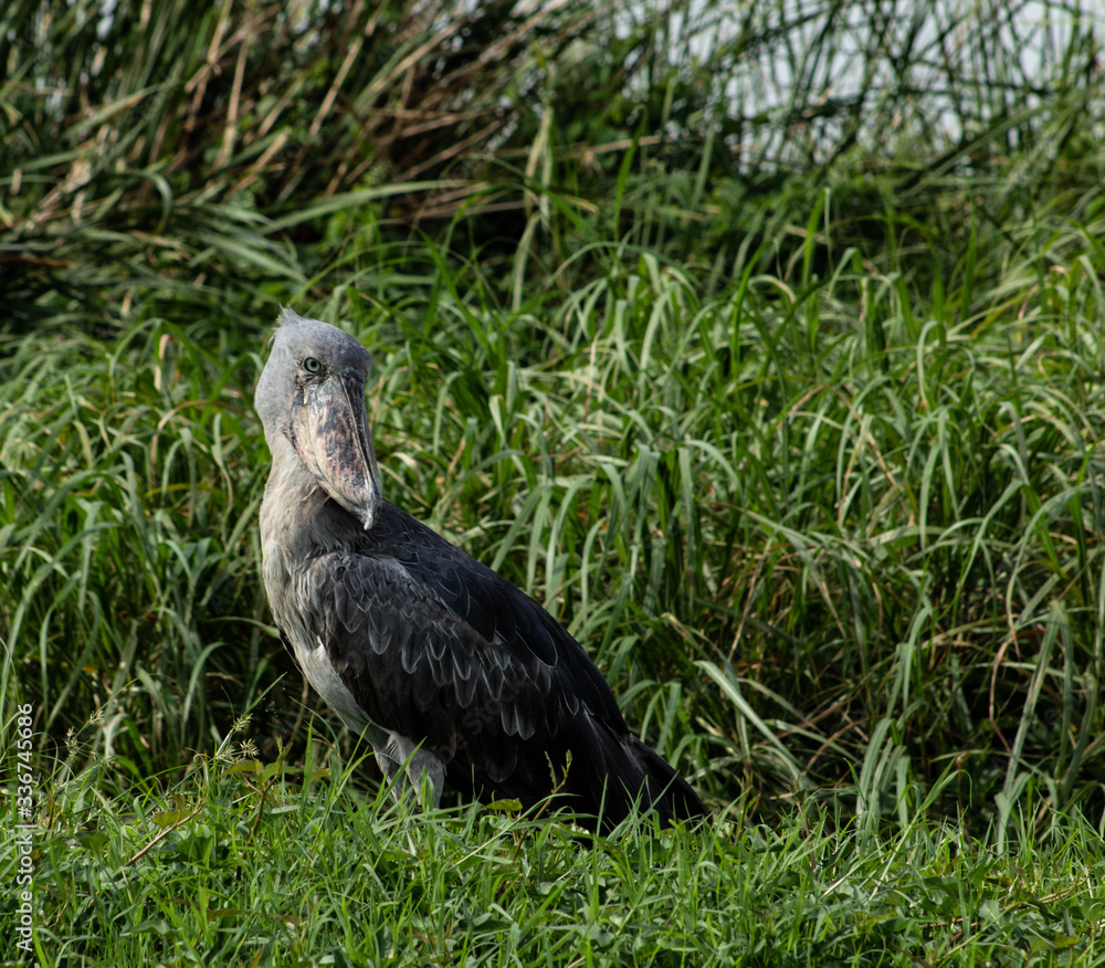 Shoebill Uganda Bird