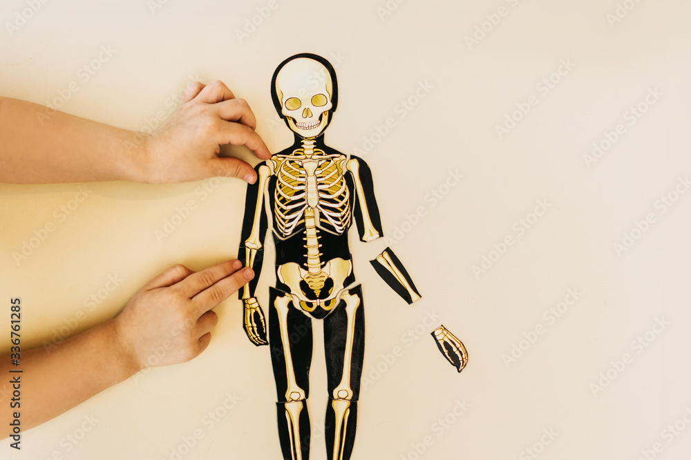 child learning puzzle of human skeleton assembled by a child, study of ...