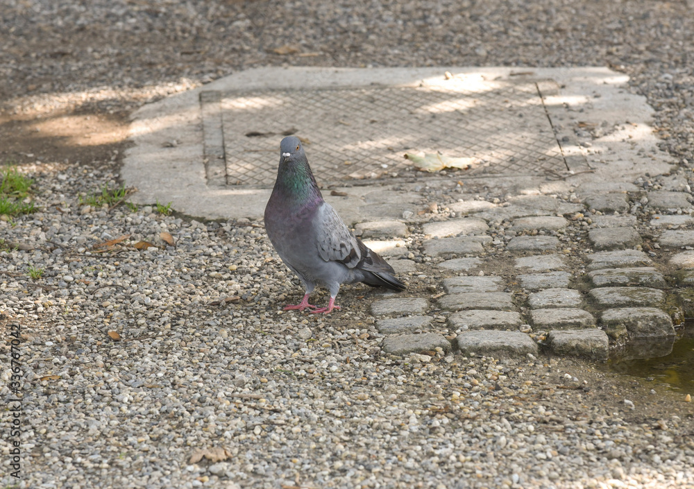 Tauben Stock Photo | Adobe Stock