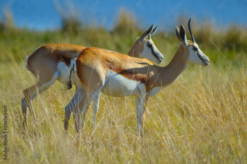 Springbok antelope ( Antidorcas marsupialis ) is national animal of ...