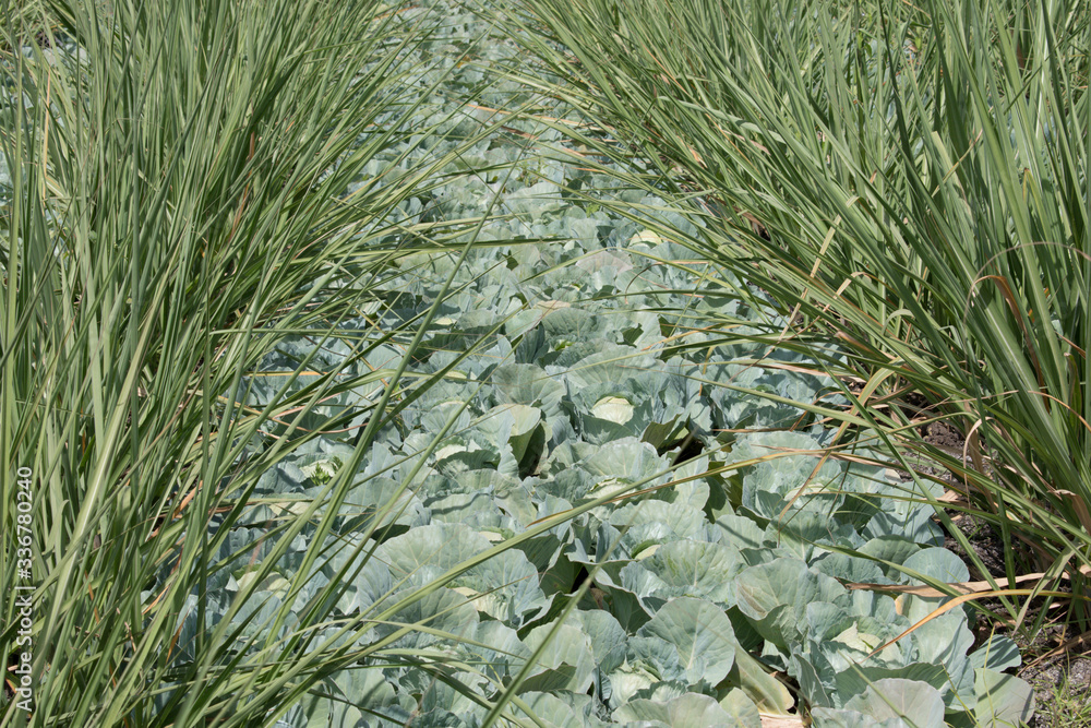 Sugarcane intercropping with Cabbage or Cauliflower. Sugarcane ...