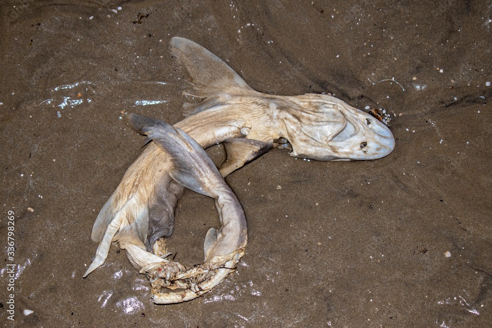 Dogfish washed up on the beach, Squalus acanthias is the scientific ...
