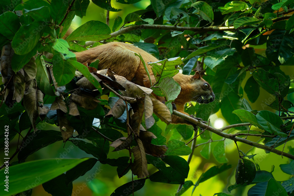 Ratufa affinis - Cream-coloured Giant Squirrel or pale giant squirrel ...