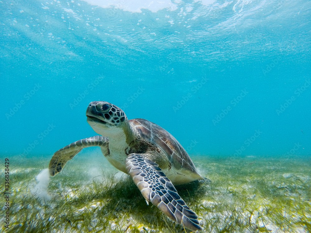 Side View Of A Turtle At Seabed Stock Photo | Adobe Stock