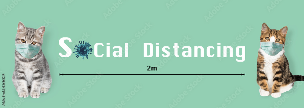 Social distancing concept. Two cute cats wearing protective face mask ...