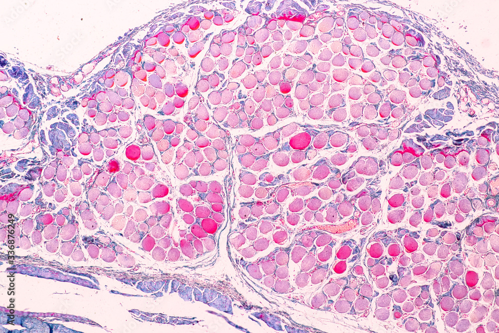 Education anatomy and Histological sample of Human under the microscope ...