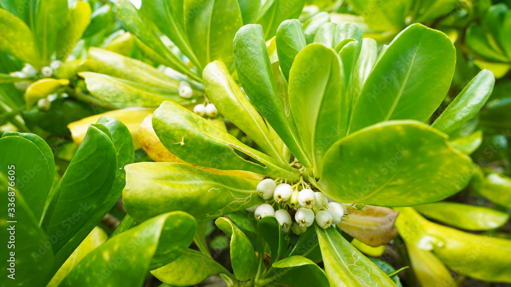 tropical plant texture Japan. Heliotropium foertherianum on the ...