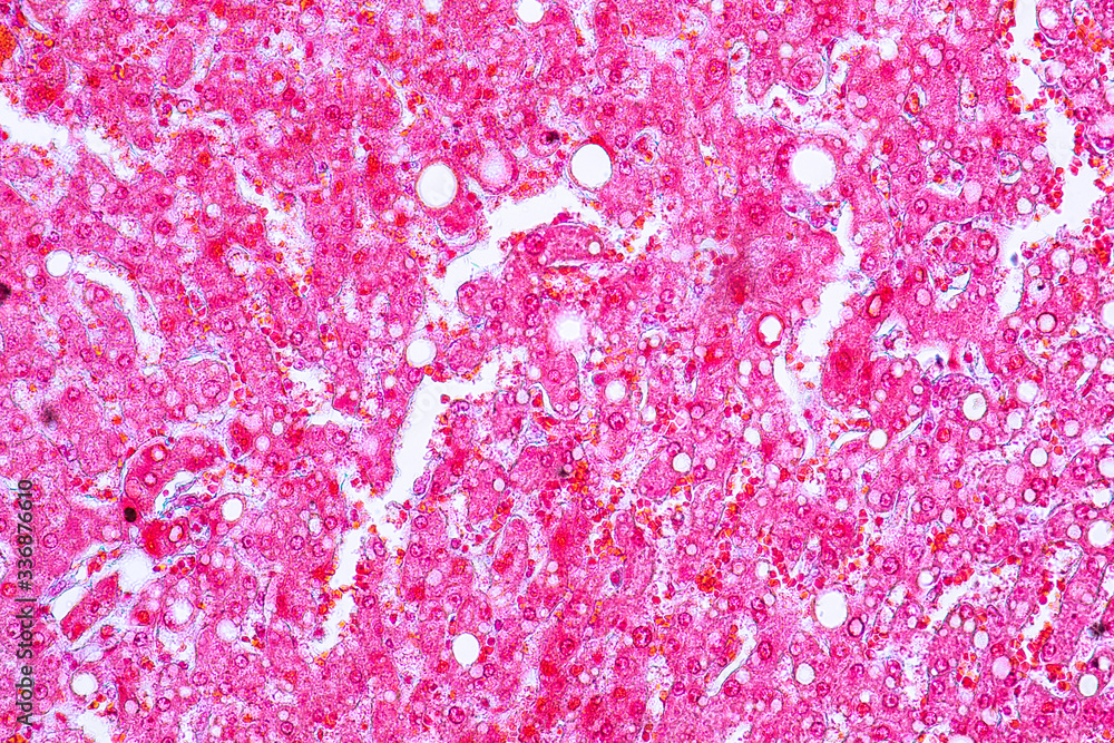 Education anatomy and Histological sample of Human under the microscope ...