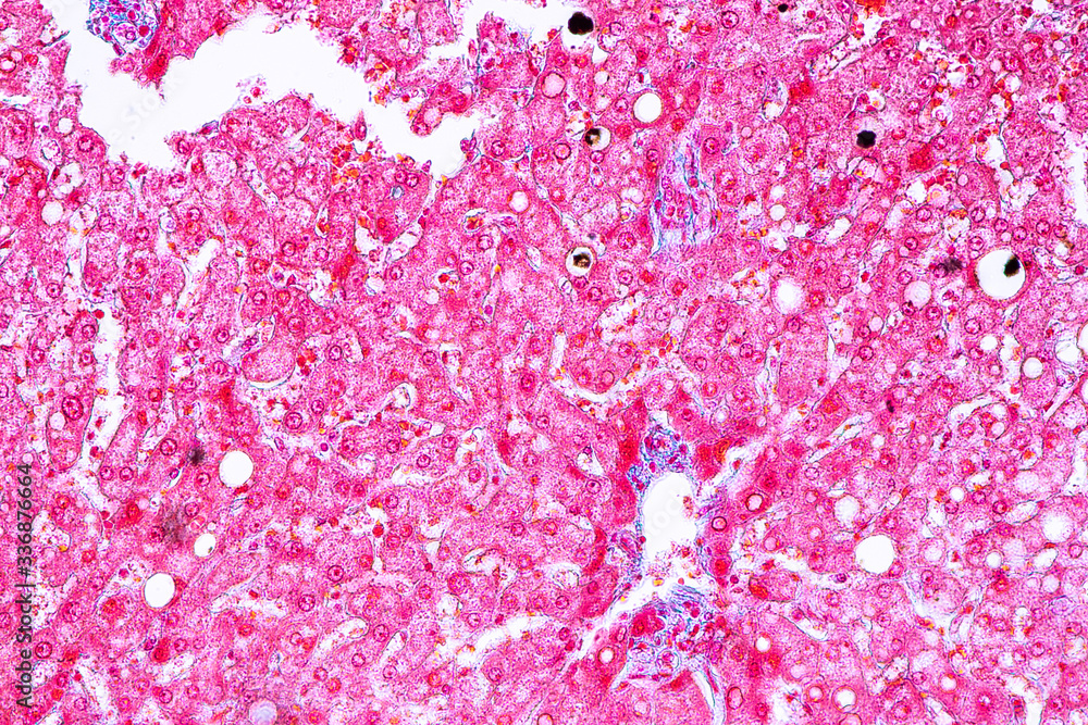 Education anatomy and Histological sample of Human under the microscope ...