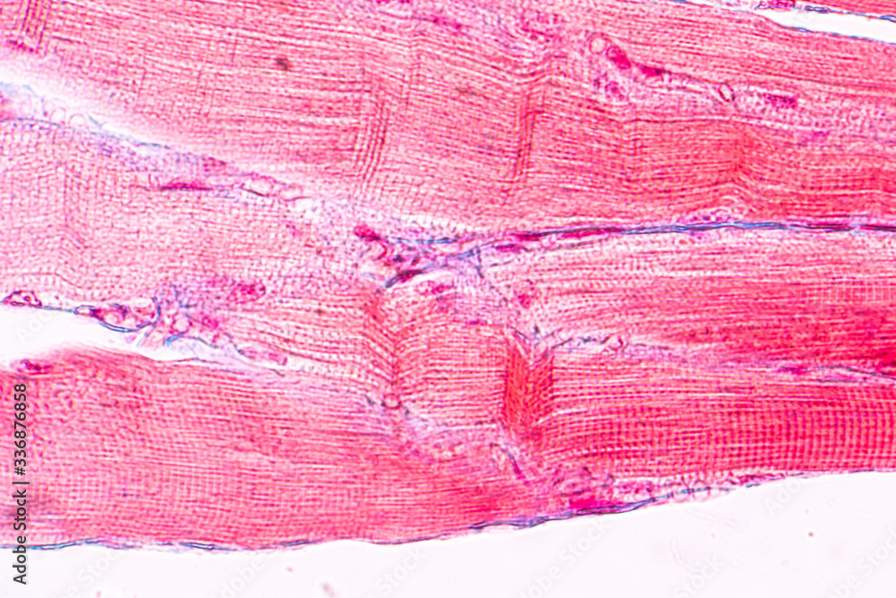 Education anatomy and Histological sample of Human under the microscope ...