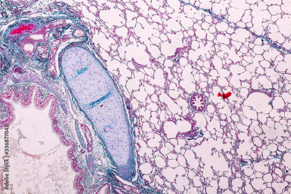Photo & Art Print Education anatomy and Histological sample of Human ...