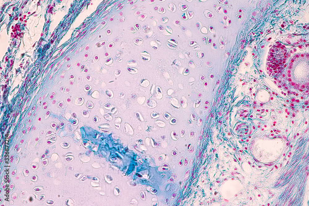 Education anatomy and Histological sample of Human under the microscope ...