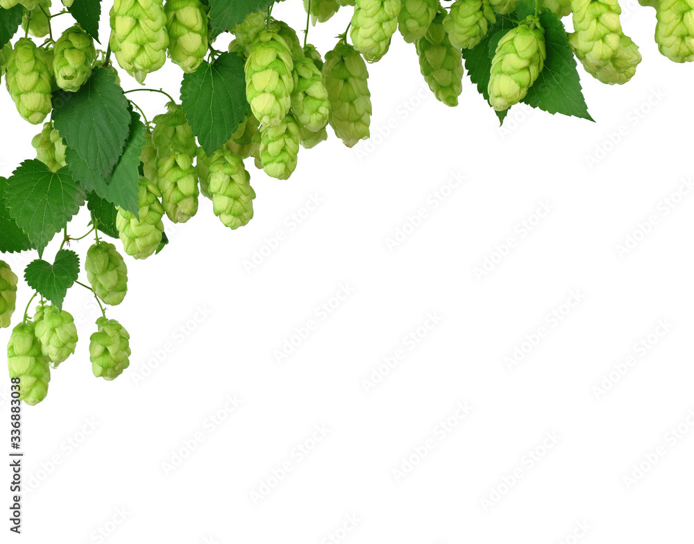 Hop twigs frame. Beer ingredients. Beautiful fresh-picked whole hops ...