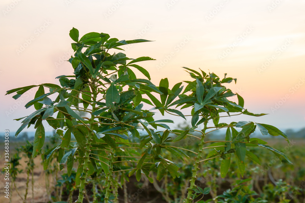 cassava tree growth in planting farm, manioc or tapioca planting field ...