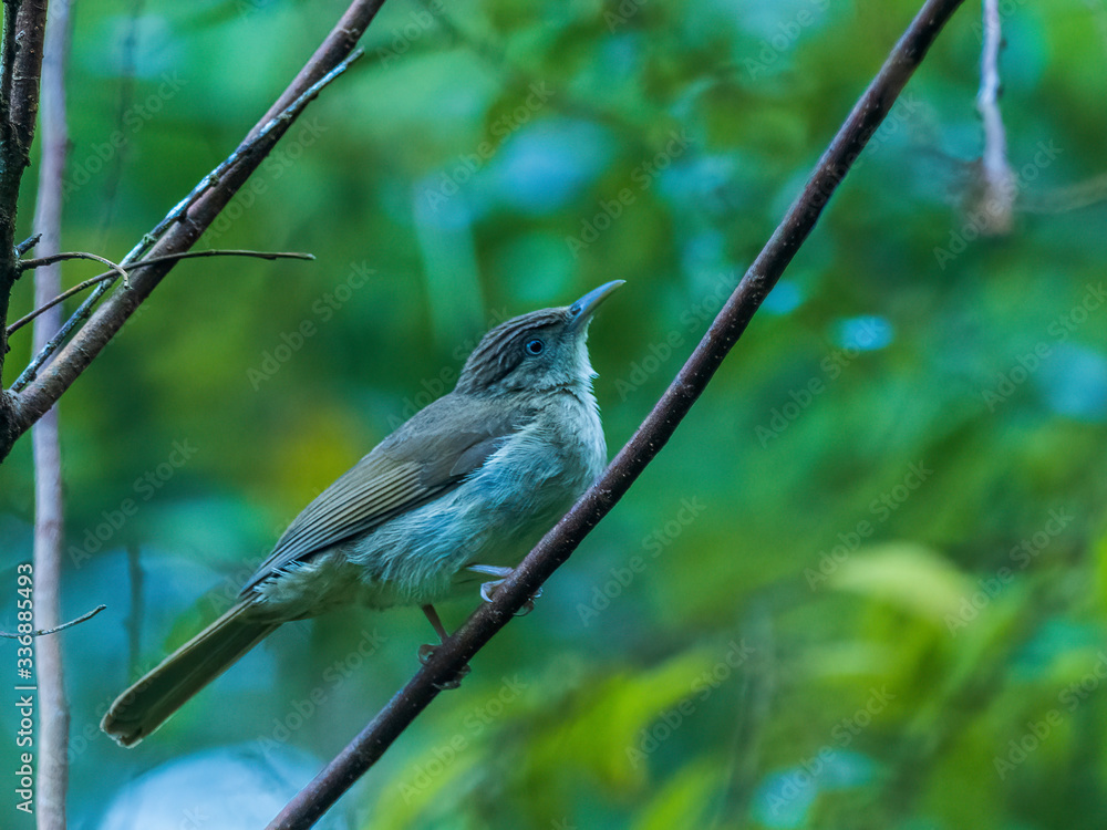 The Cream-vented Bulbul (Pycnonotus simplex) also known as the White ...