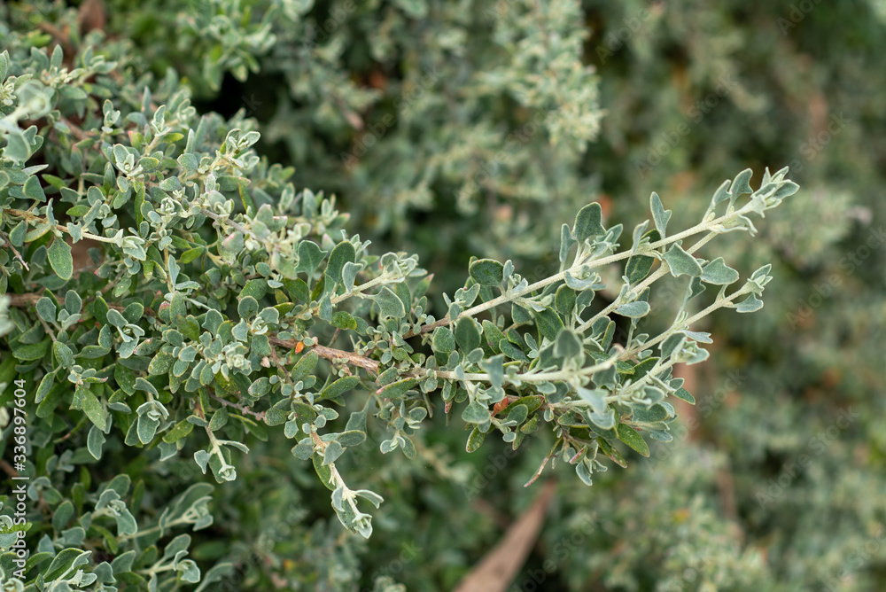 Silver twigs of the spiny saltbush Stock Photo | Adobe Stock