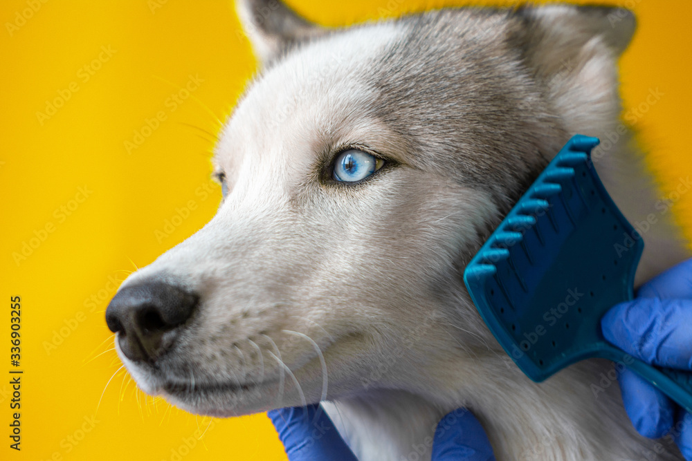 Groomer in a dog saloon combs a gray Husky breed dog by caring for six ...