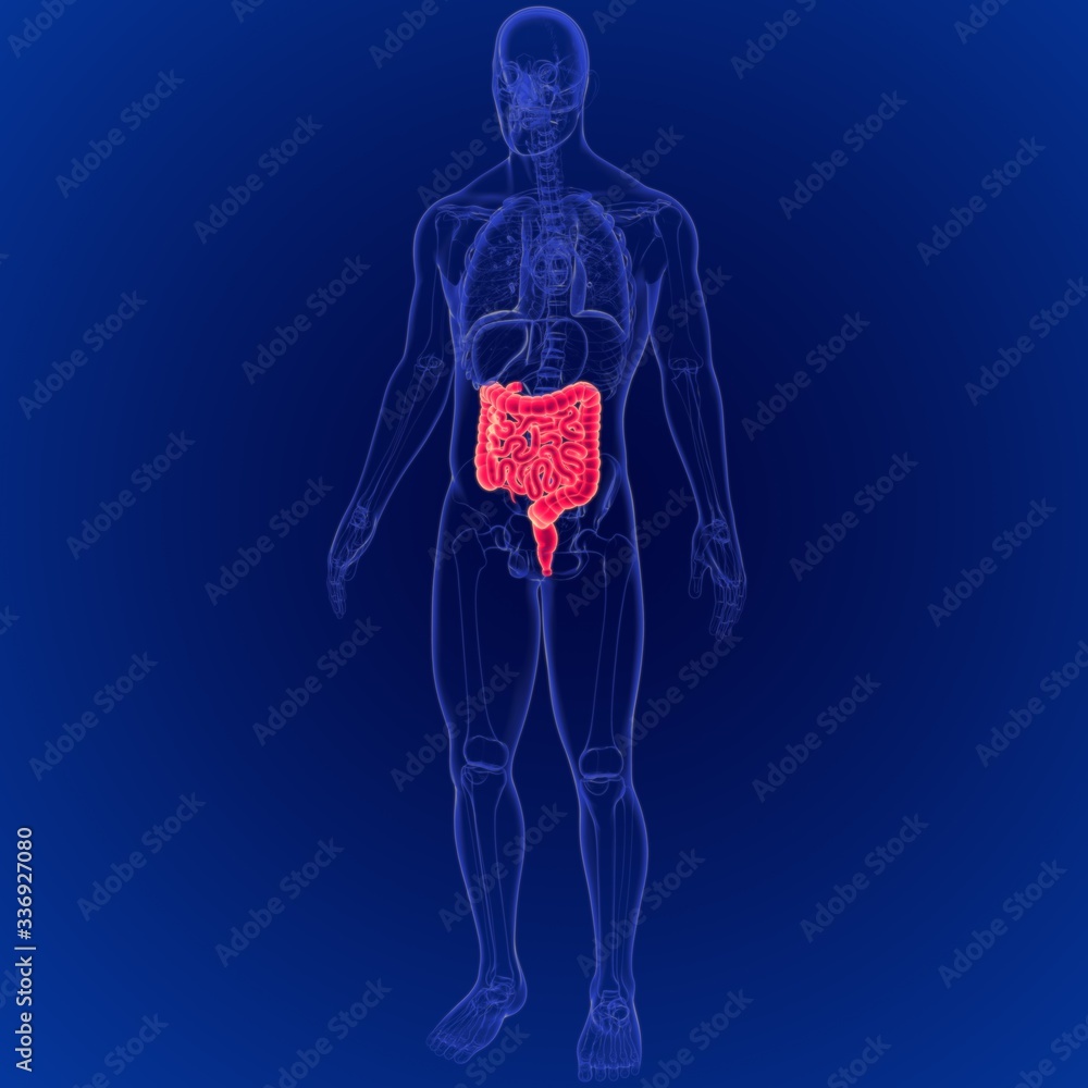 3D Illustration of Human Digestive System Large and Small Intestine ...
