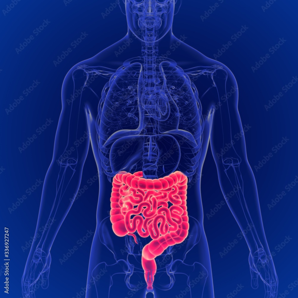 3D Illustration of Human Digestive System Large and Small Intestine ...