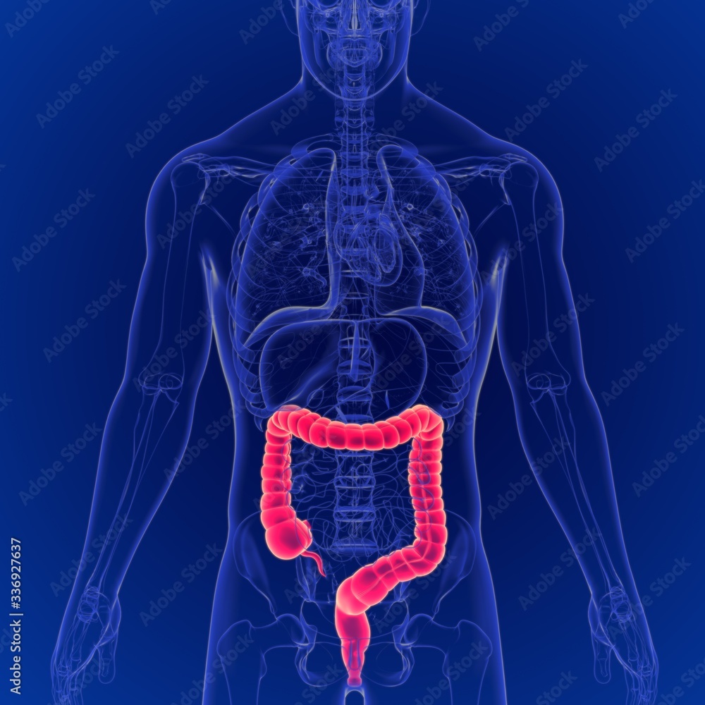 3D Illustration of Human Digestive System Large Intestine Anatomy Stock ...