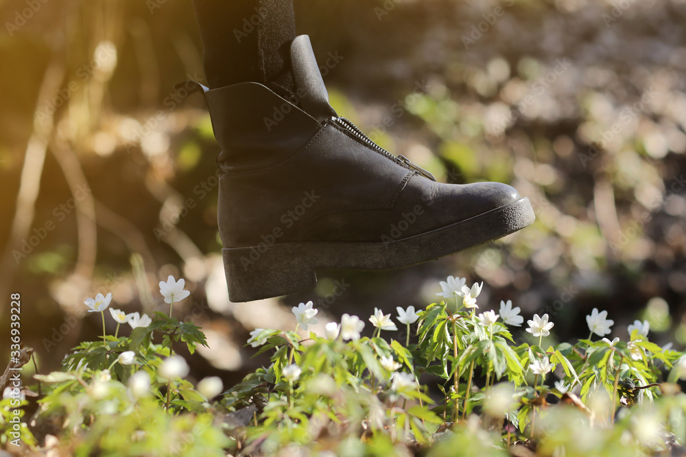 A woman's boot trample on a young anemone flower. Concept: trampled ...