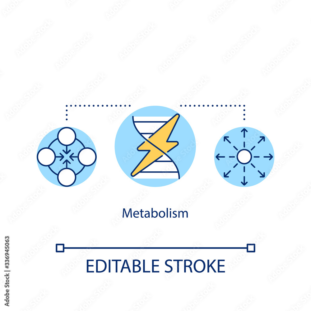 Vetor de Metabolism concept icon. Energy transformation. Chemical regulations in organism ...