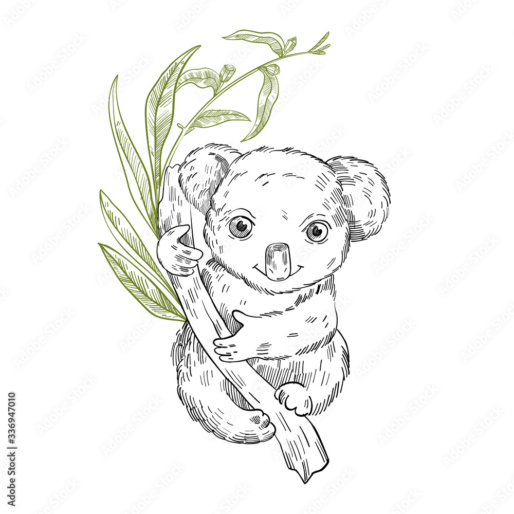 Australian Koala Clip Art