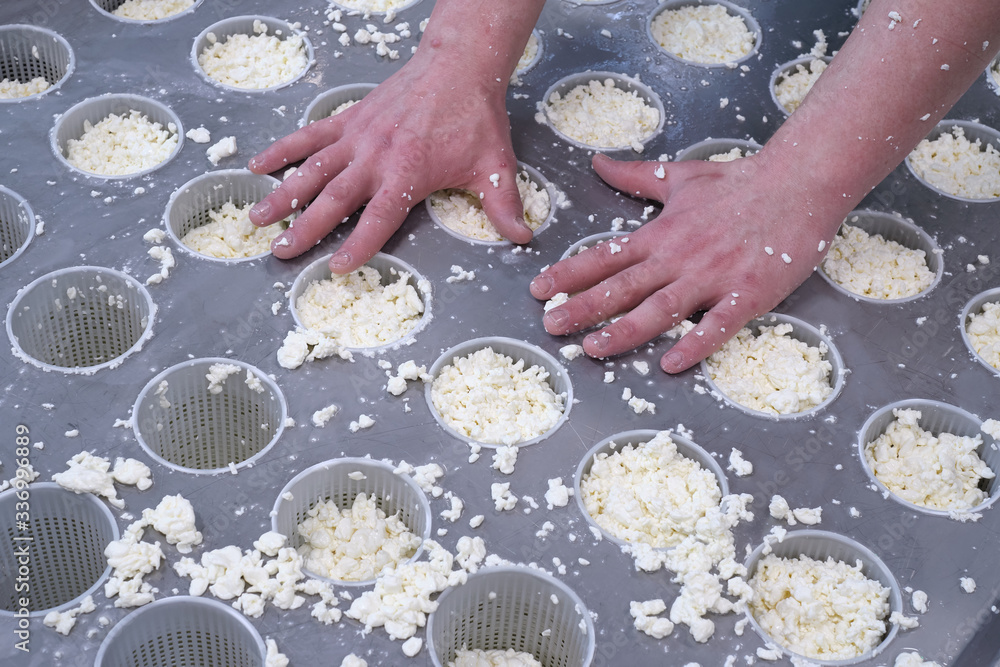 Stage in production of cheese - Forming pressing of cheese mass. Cheese ...